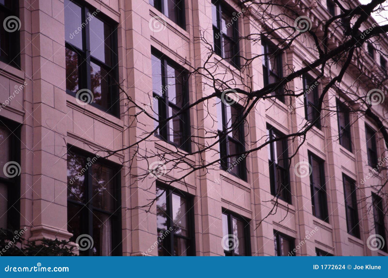 Branches and windows stock photo. Image of reflections - 1772624