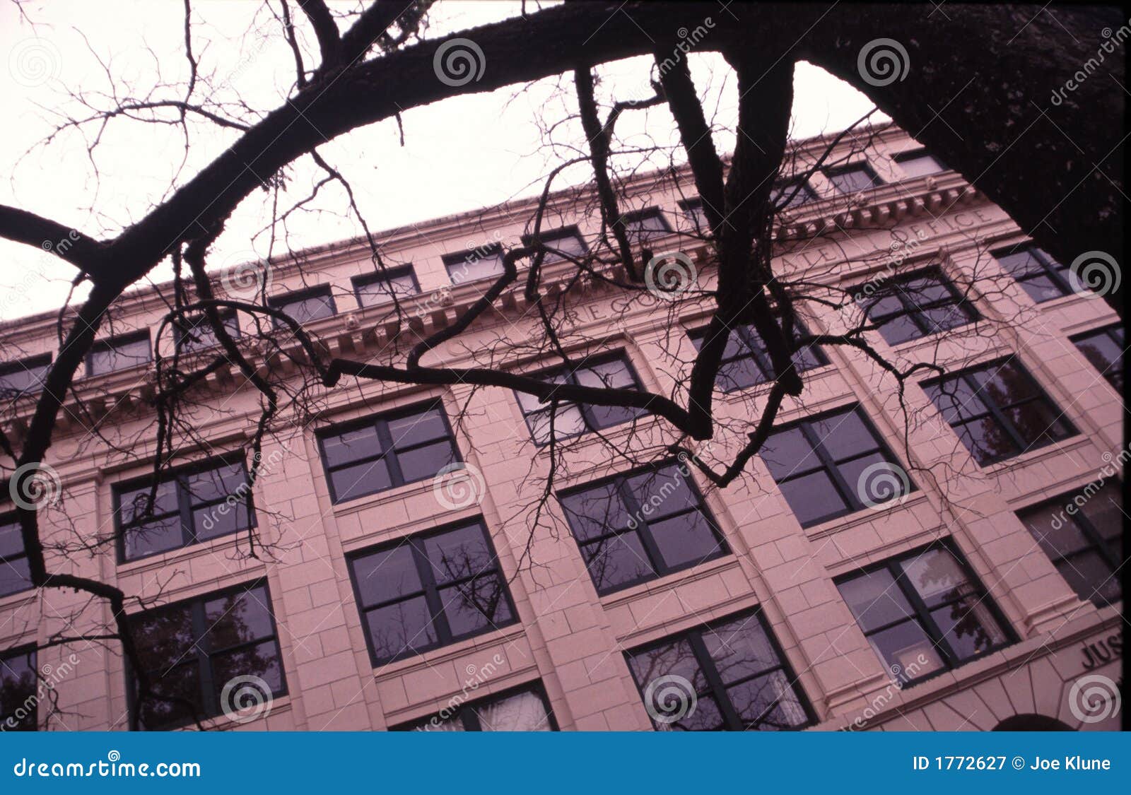 Branches and windows stock image. Image of perspective - 1772627