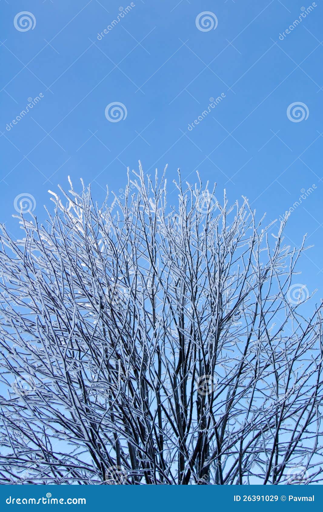 Branches in winter stock image. Image of daytime, forest - 26391029