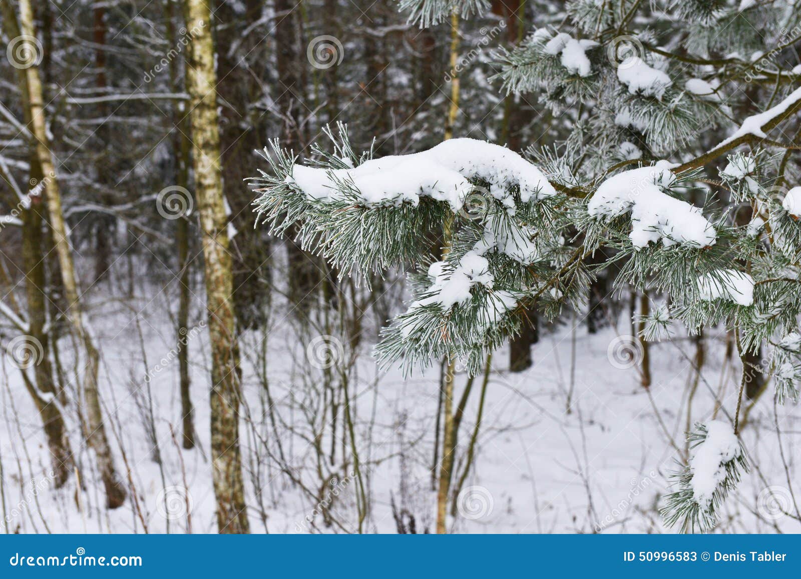 Branches of Winter Spruce Tree Stock Image - Image of abstract, branch ...