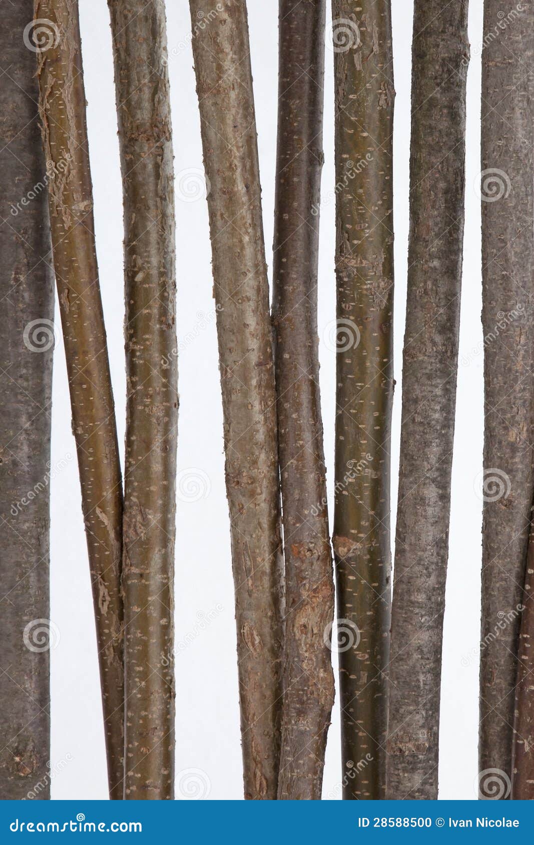 Branches, wooden stick stock photo. Image of background - 28588500
