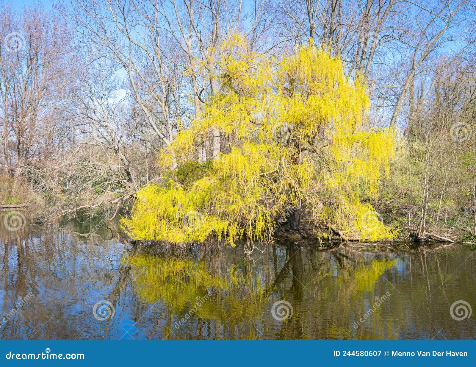 Yellow Colored Willow Tree Along the Water in a Park Stock Image ...