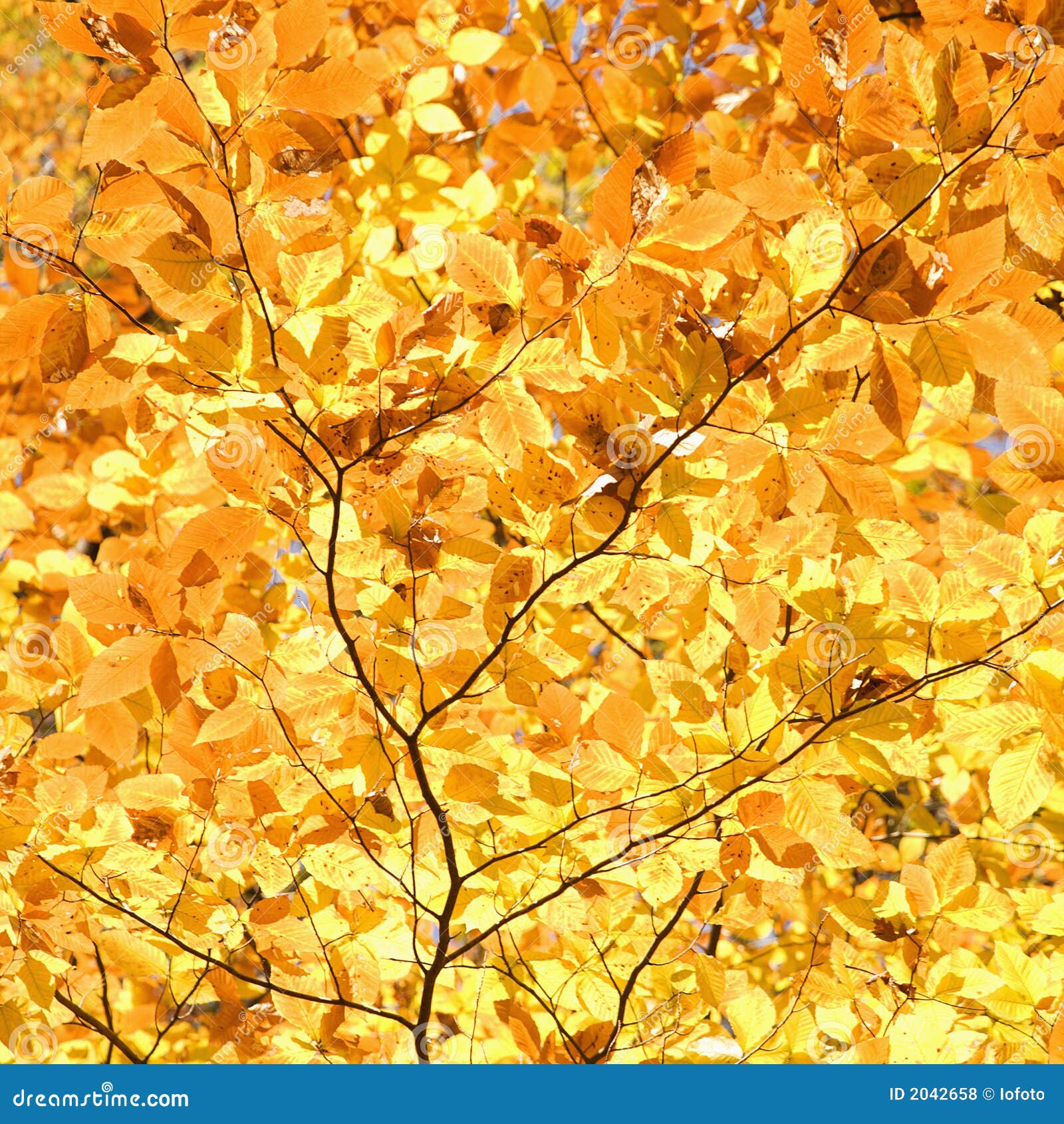 Branches of Yellow Fall Foliage. Stock Photo - Image of deciduous, leaf ...