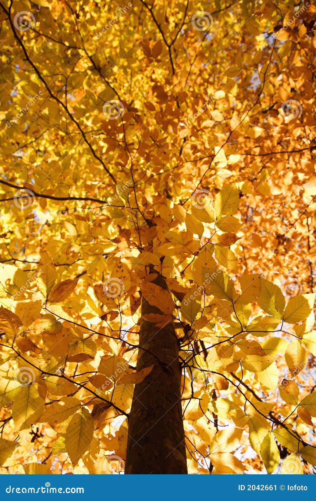Branches of Yellow Fall Foliage. Stock Image - Image of american ...