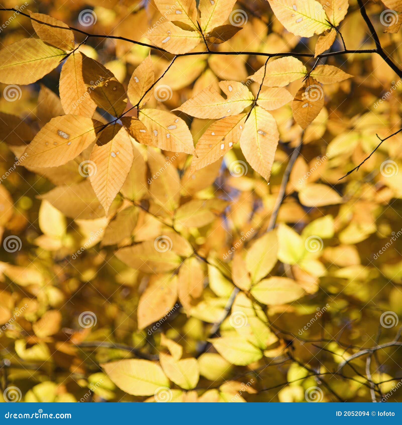 Branches of yellow foliage stock photo. Image of yellow - 2052094