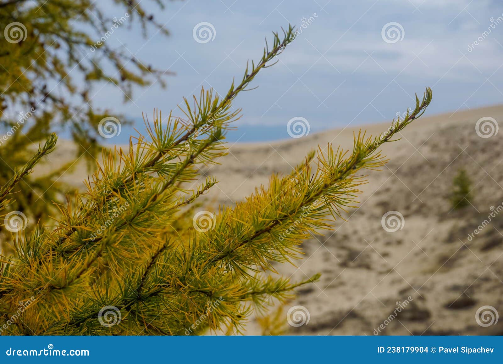 Branches of Yellow Larch in Autumn Stock Photo - Image of fluffy, park ...