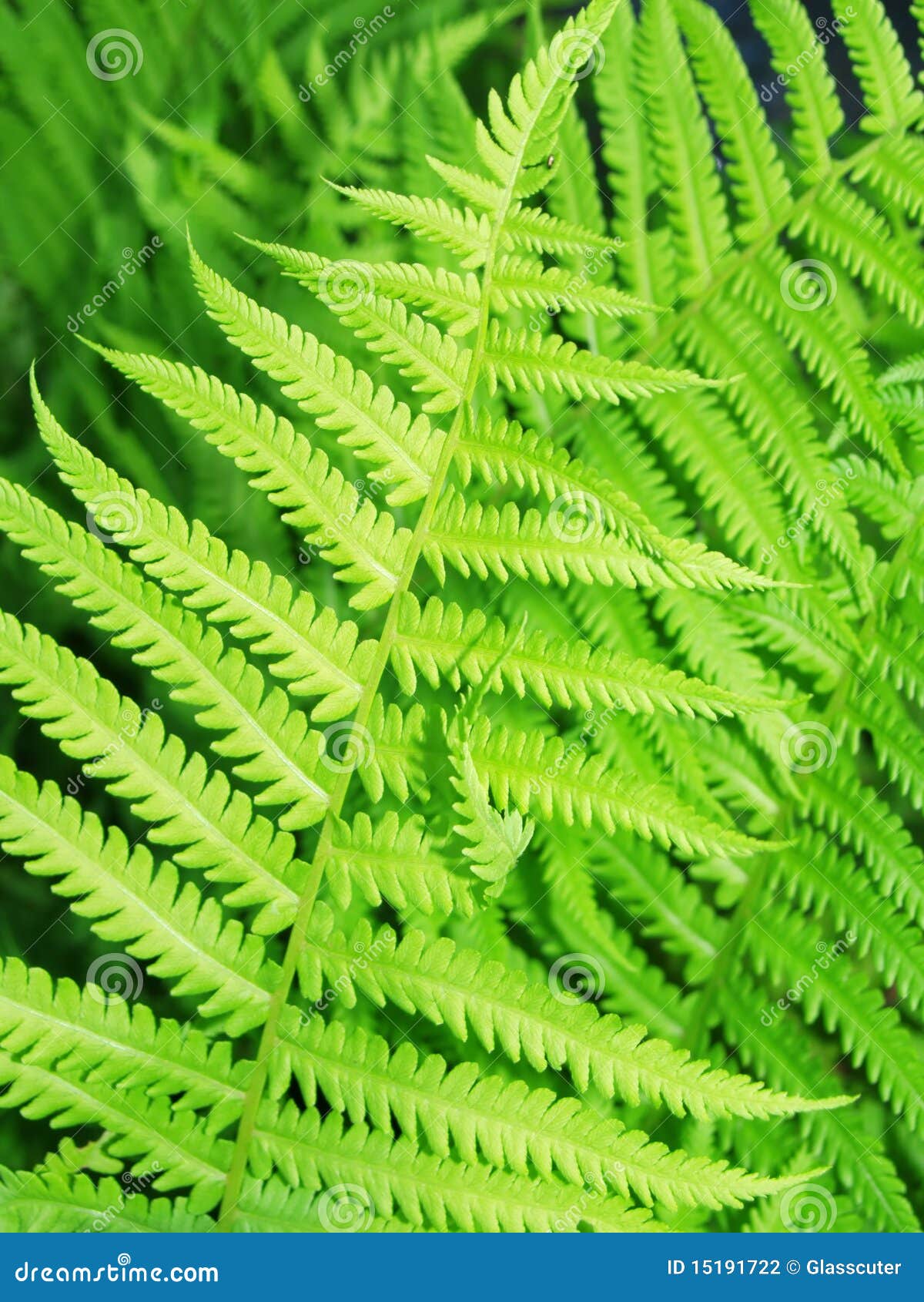 The Branches of the Young Fern. Stock Photo - Image of growth, green ...