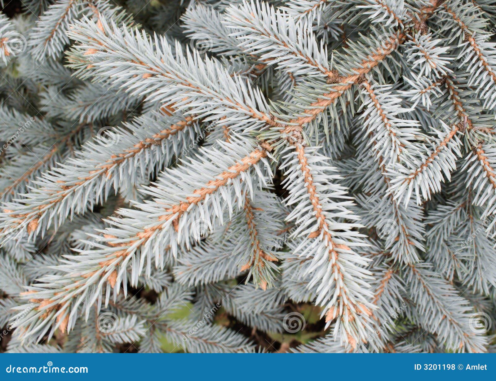 Branches of a Young Fur-tree Stock Photo - Image of young, vegetative ...