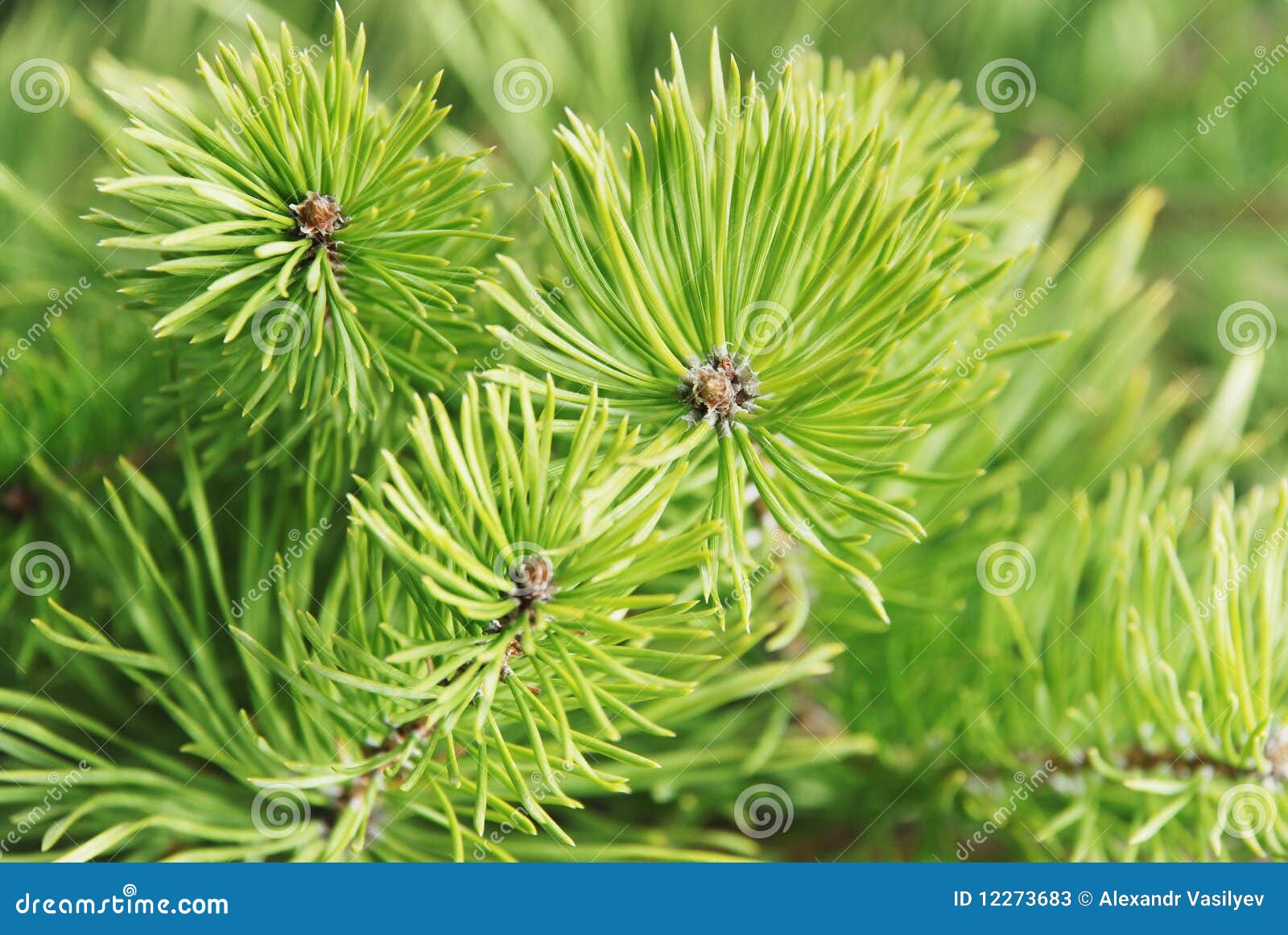 Branches of Young Fur-trees Stock Image - Image of woods, forest: 12273683