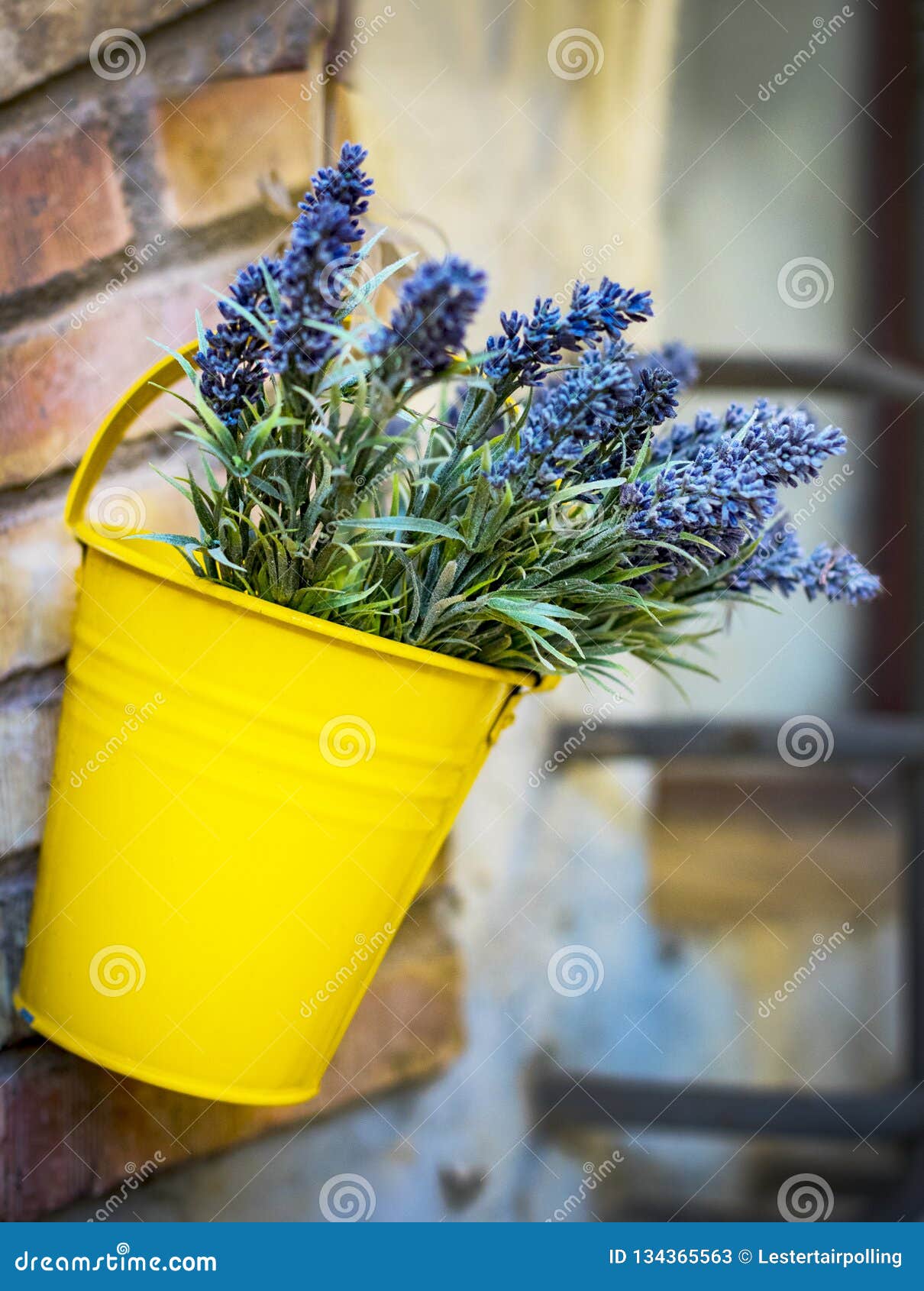 The Branches of a Young Lavender Stock Image - Image of border, green ...
