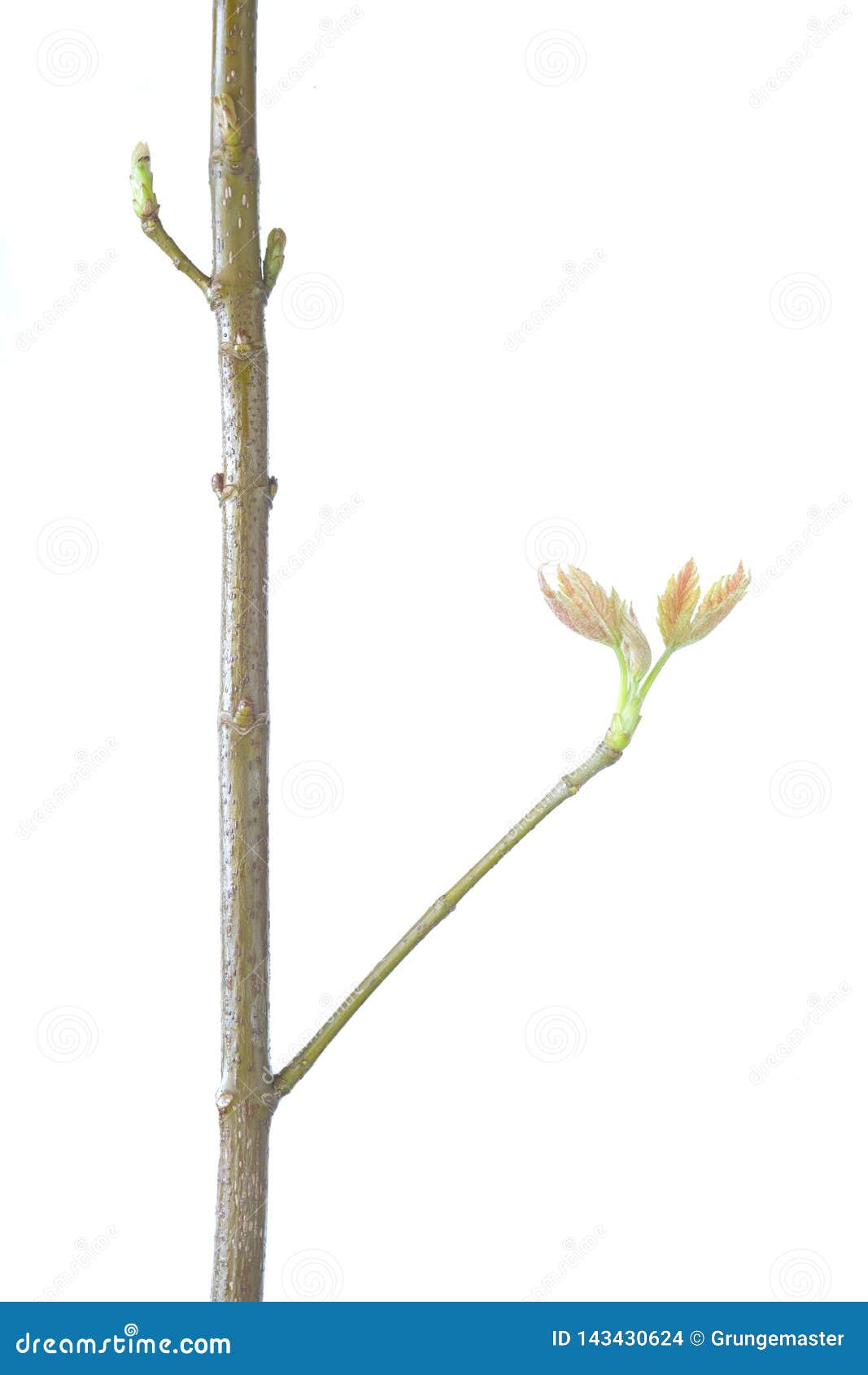 Branches of a Young Tree with Buds and Small New Leaves, Isolated ...