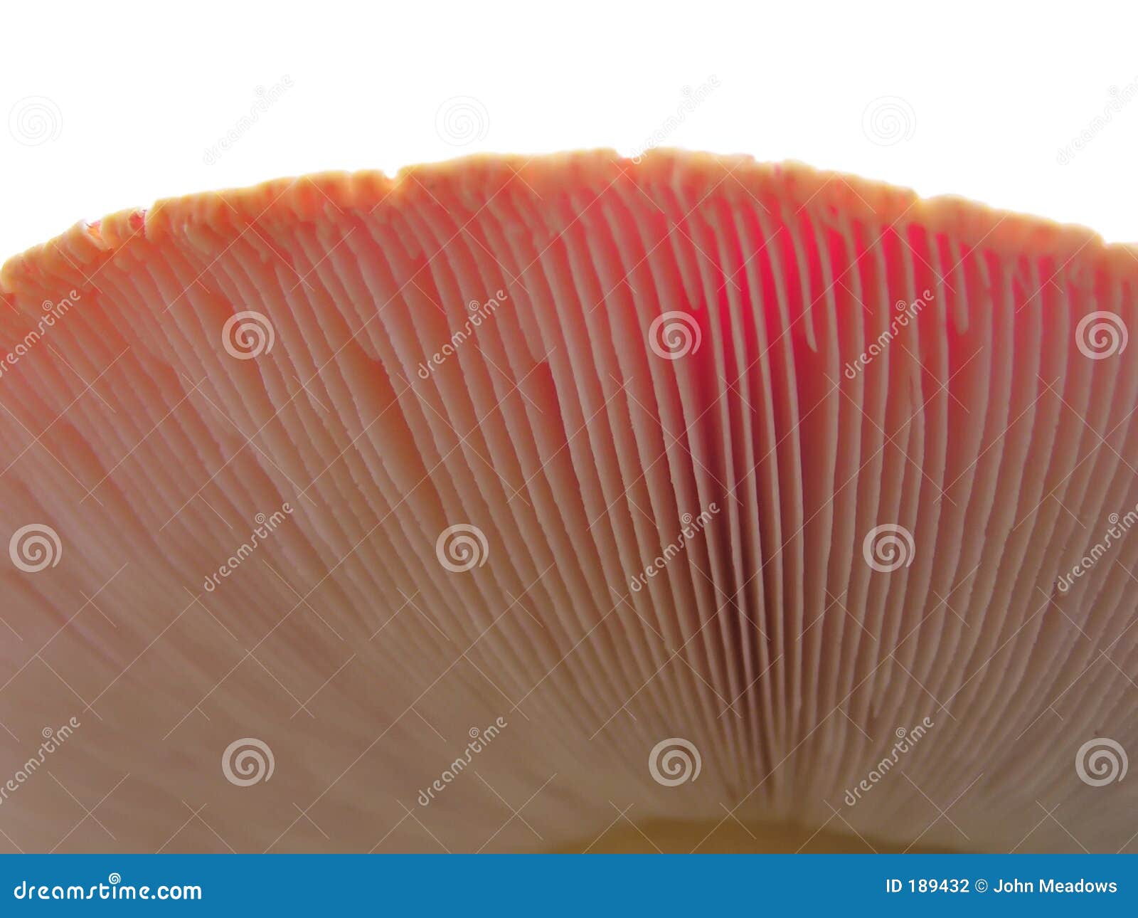 Branchie del fungo fotografia stock. Immagine di macro - 189432