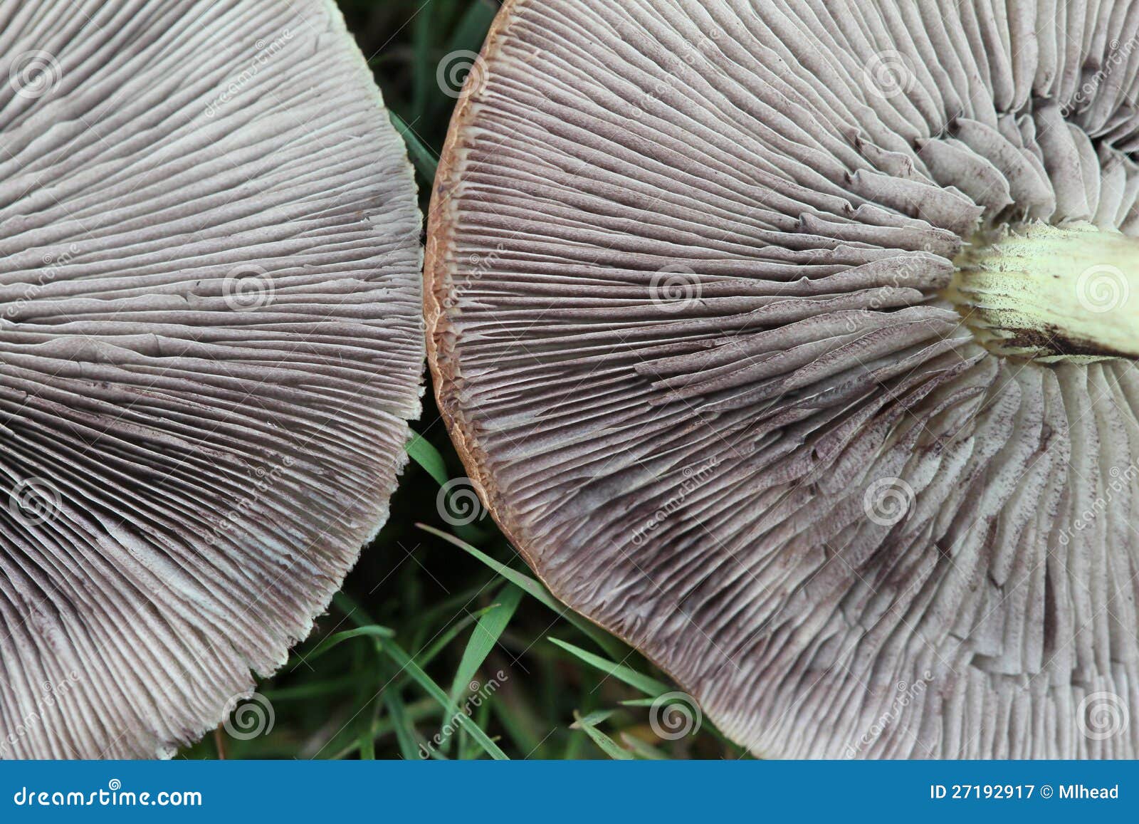 Branchie del fungo immagine stock. Immagine di chiusura - 27192917