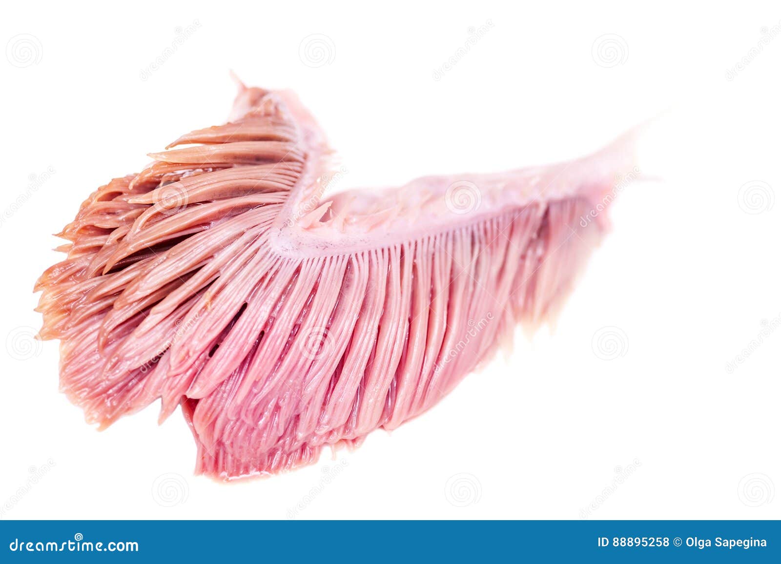 Branchie del pesce isolate fotografia stock. Immagine di pesci - 88895258