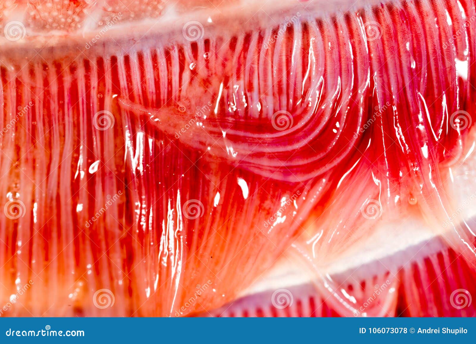 Branchie Del Pesce Del Luccio Macro Eccellente Fotografia Stock ...