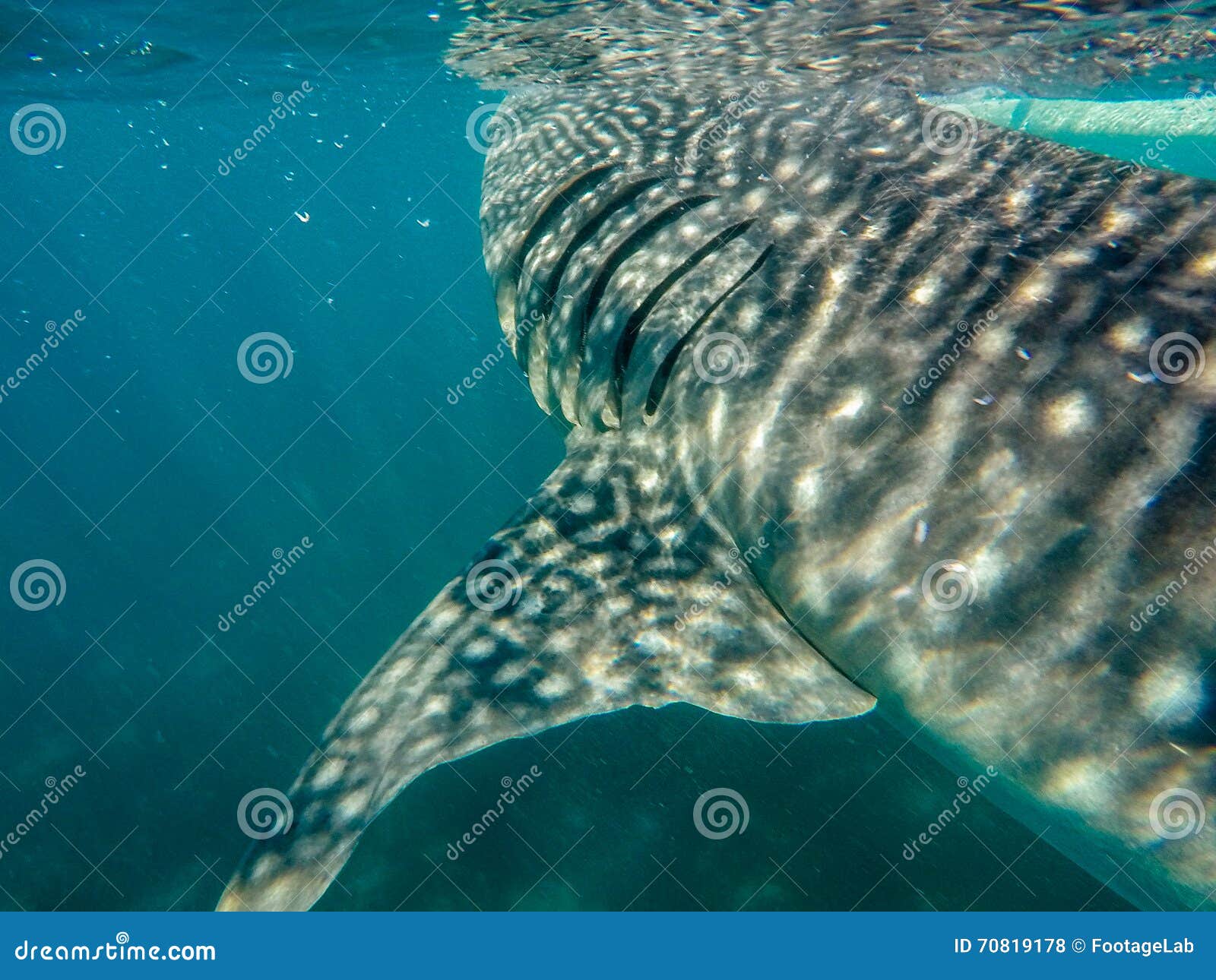 Branchie Dello Squalo Balena Fotografia Stock - Immagine di snorkeling ...