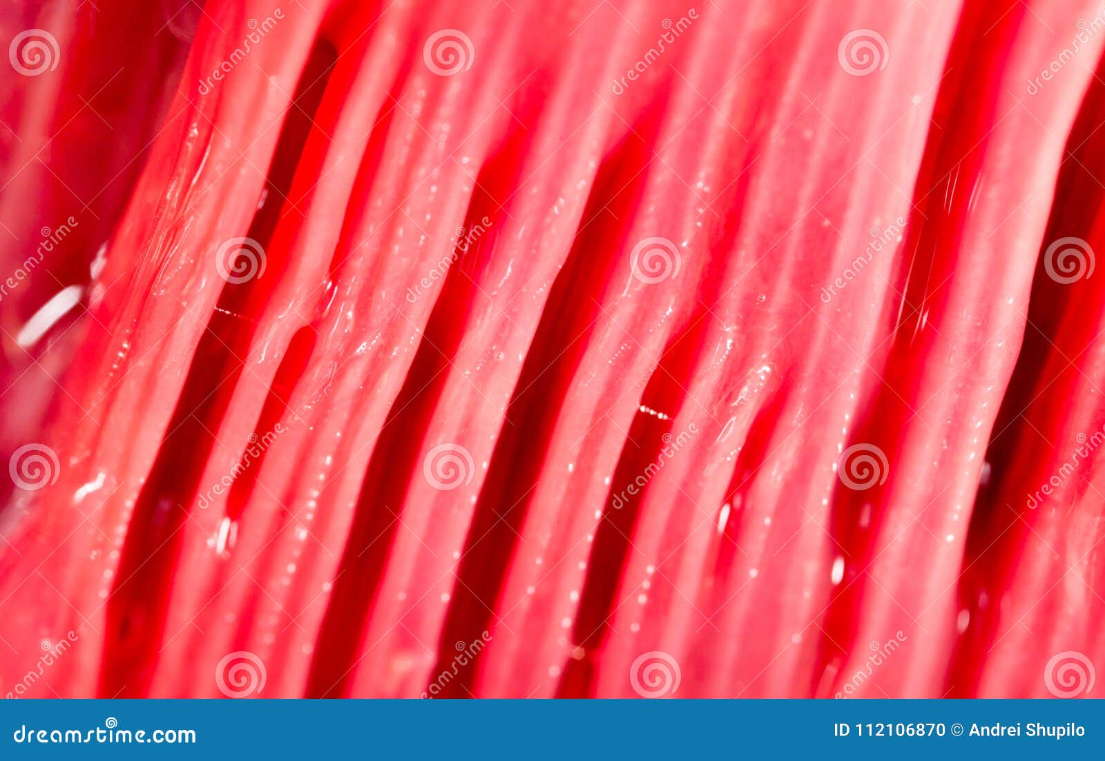 Branchie Rosse Del Pesce Come Fondo Macro Fotografia Stock - Immagine ...