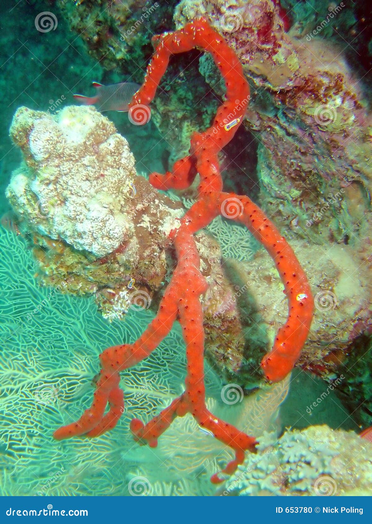 Branching coral stock photo. Image of reef, frontier, exotic - 653780