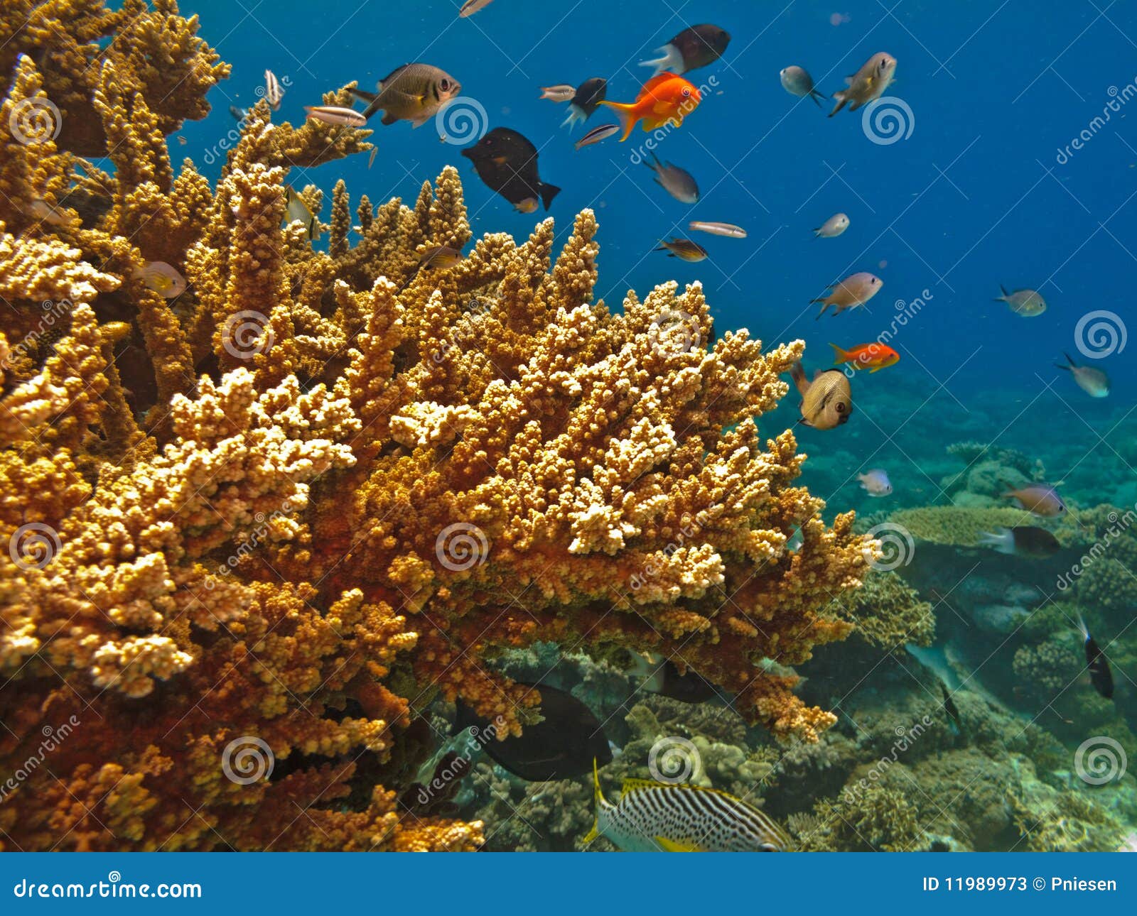 Branching Coral and Fish Great Barrier Reef Stock Image - Image of reef ...