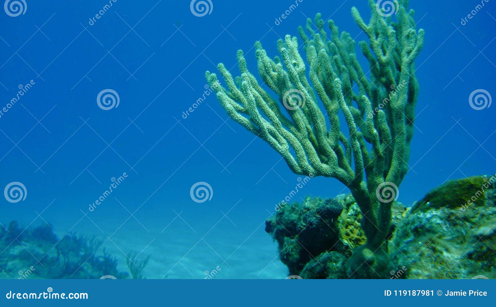 Branching Coral in the Ocean Stock Image - Image of reef, branching ...