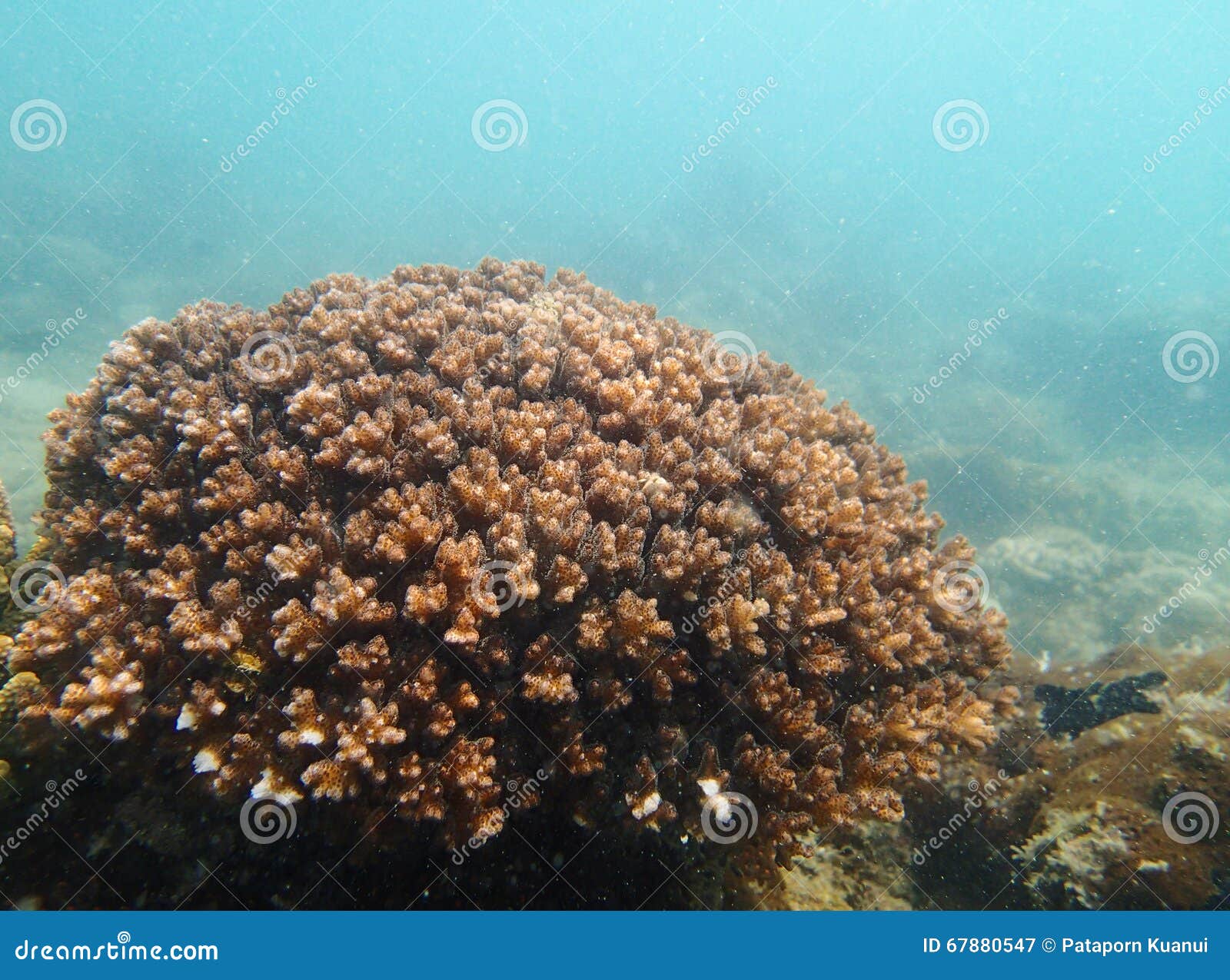 Branching Coral in the Tropical Stock Image - Image of reef, blue: 67880547