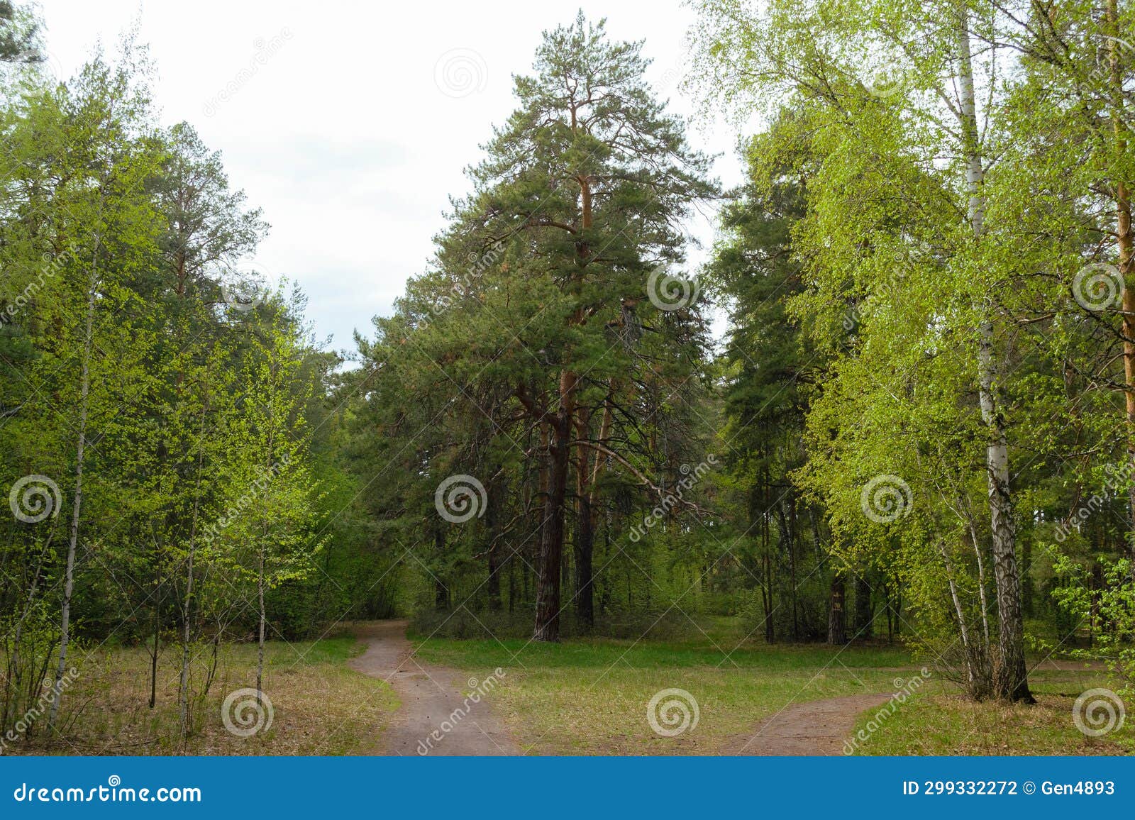 A Branching Large Pine Stands at the Intersection of Roads in the ...