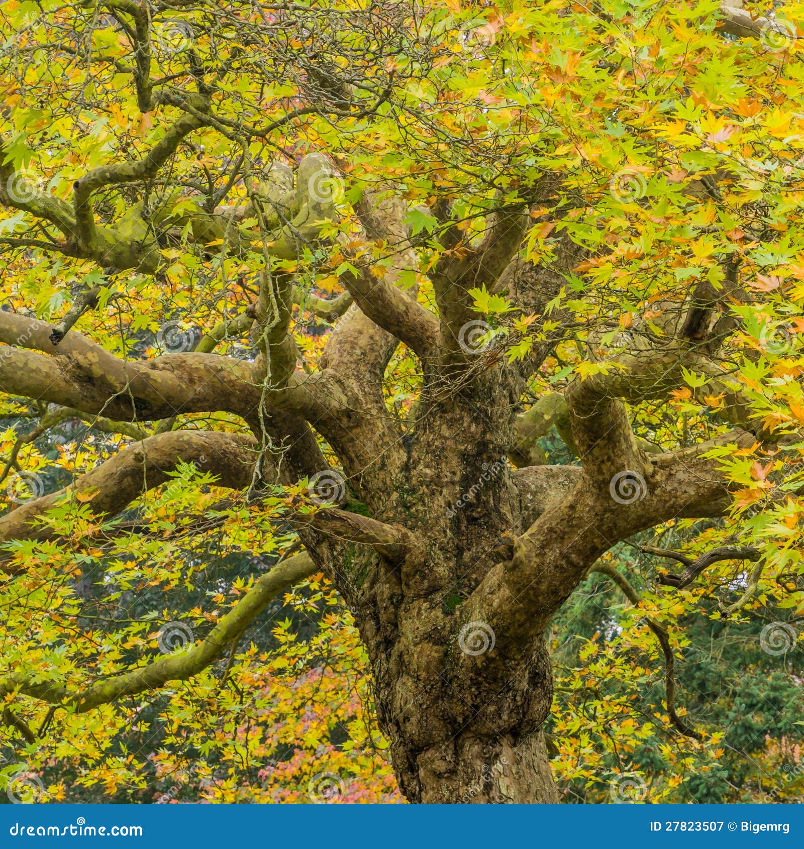Branching Off stock image. Image of texture, exbury, branch - 27823507
