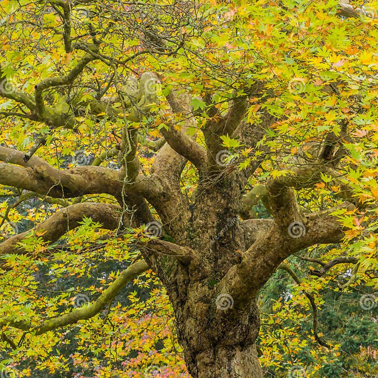 Branching Off stock image. Image of texture, exbury, branch - 27823507
