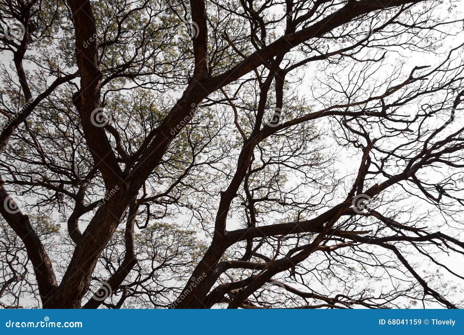 Branching off. Organic stock image. Image of beautiful - 68041159