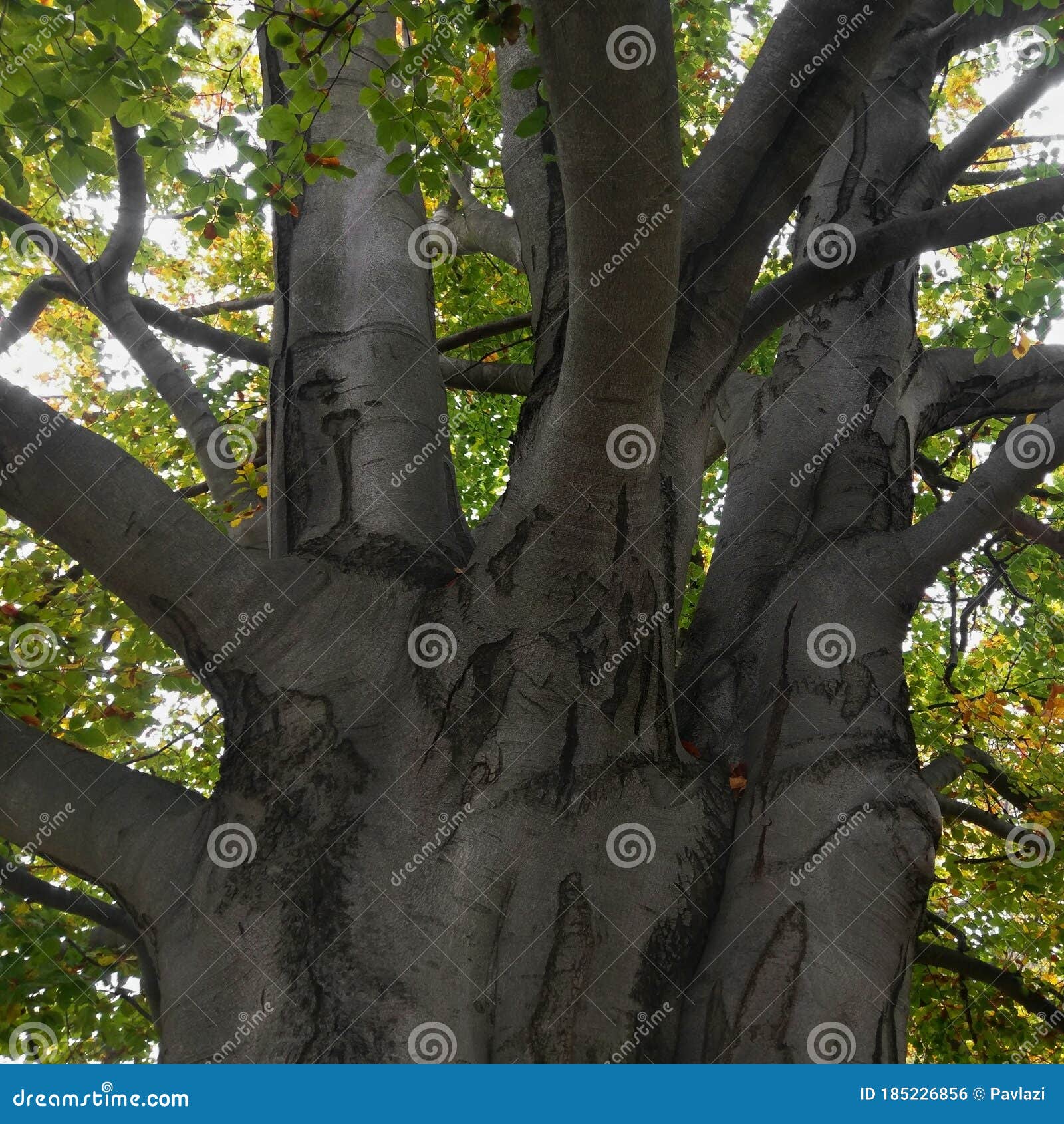 Beech Tree Trunk