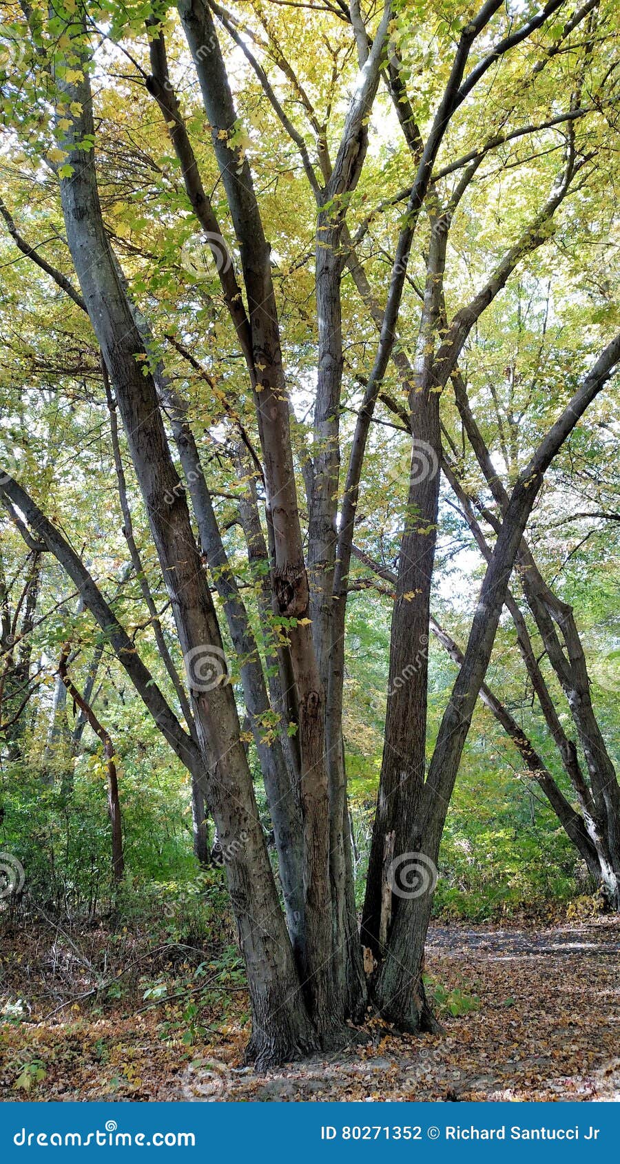 Branching out stock photo. Image of tree, leaves, branches - 80271352