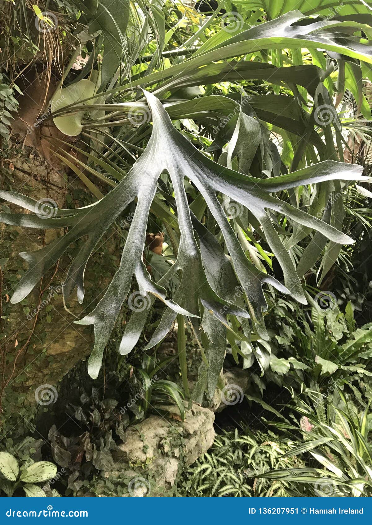 Palm Leaf stock image. Image of palm, plant, leaf, branching - 136207951