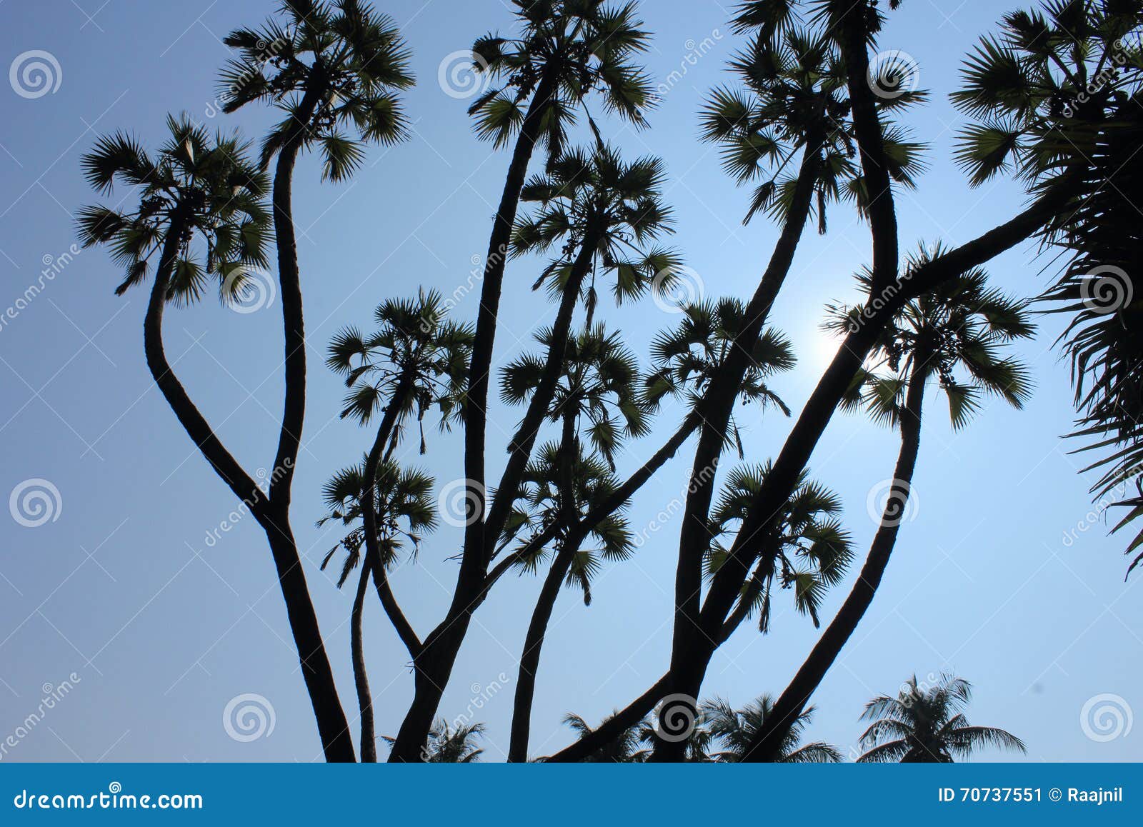 Branching Palm stock image. Image of palm, compressa - 70737551