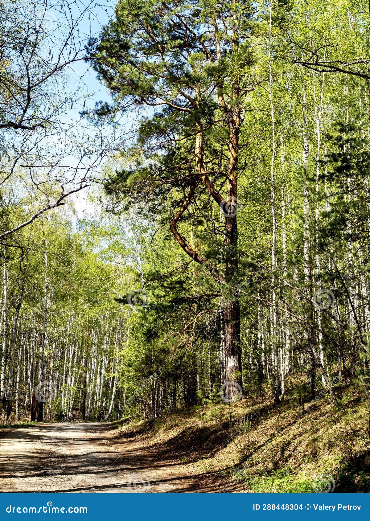 Branching Pine Tree on the Edge of the Road Stock Photo - Image of ...