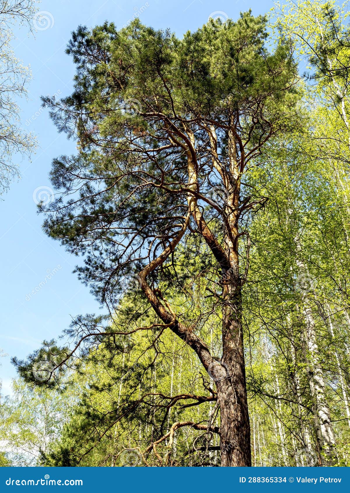 Branching Pine Tree on the Edge of the Road Stock Photo - Image of ...