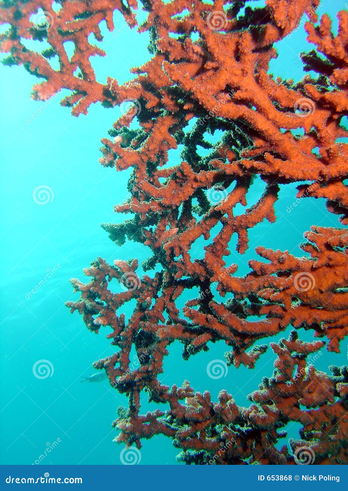 Branching Finger Coral Royalty-Free Stock Photo | CartoonDealer.com ...