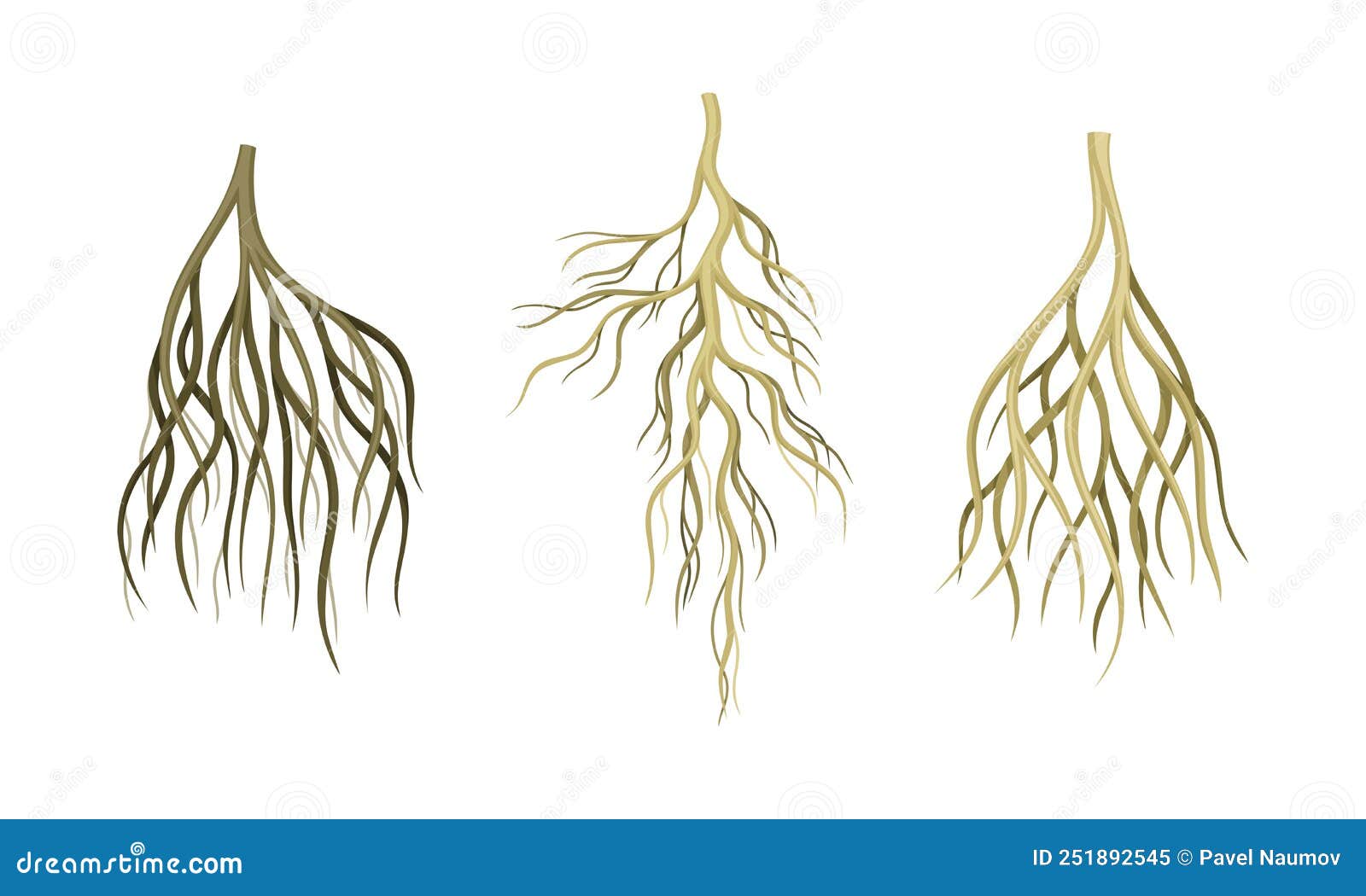 Branching Plant Roots On Black Background. Animation. Abstract ...