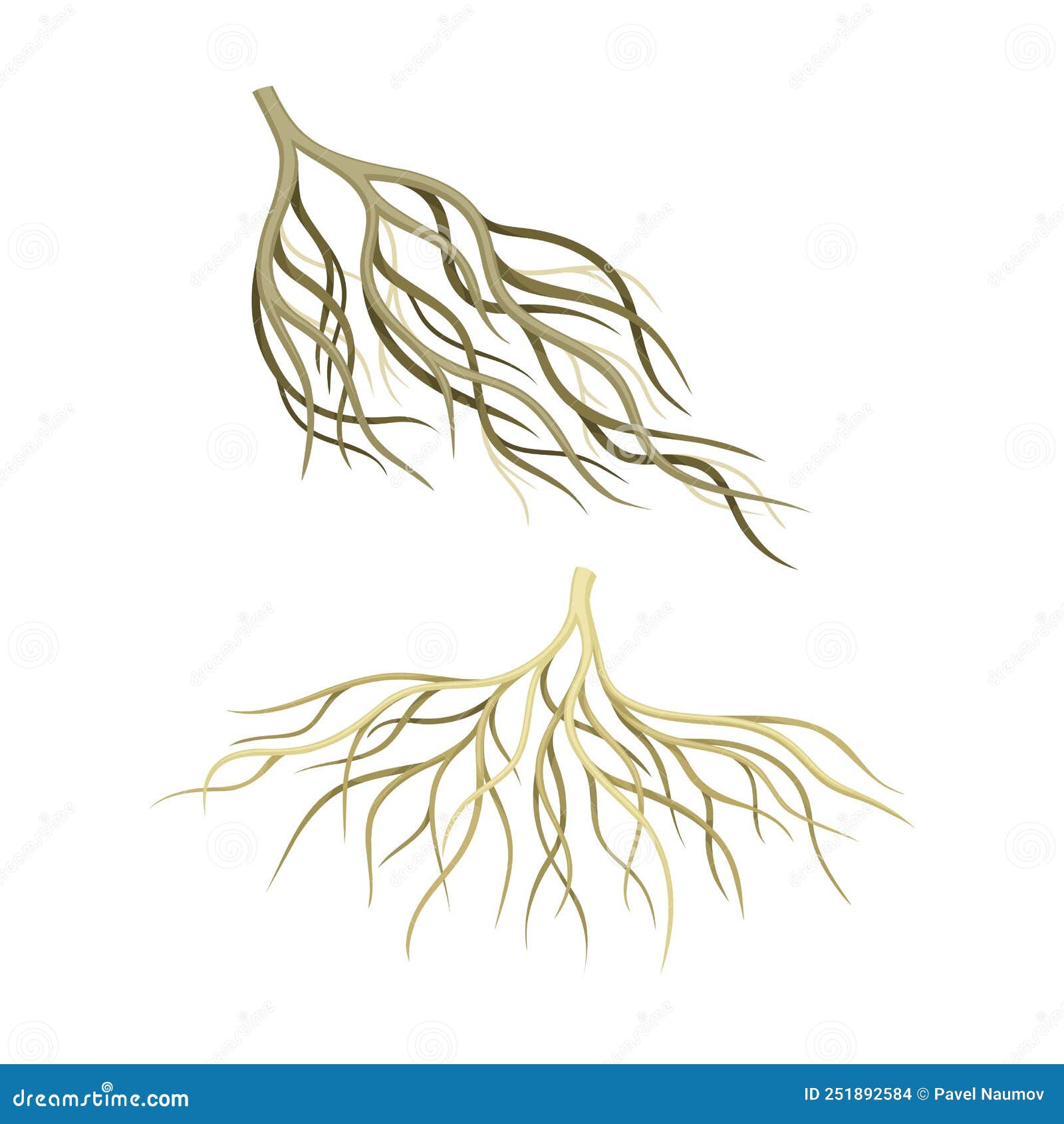 Branching Plant Roots On Black Background. Animation. Abstract ...