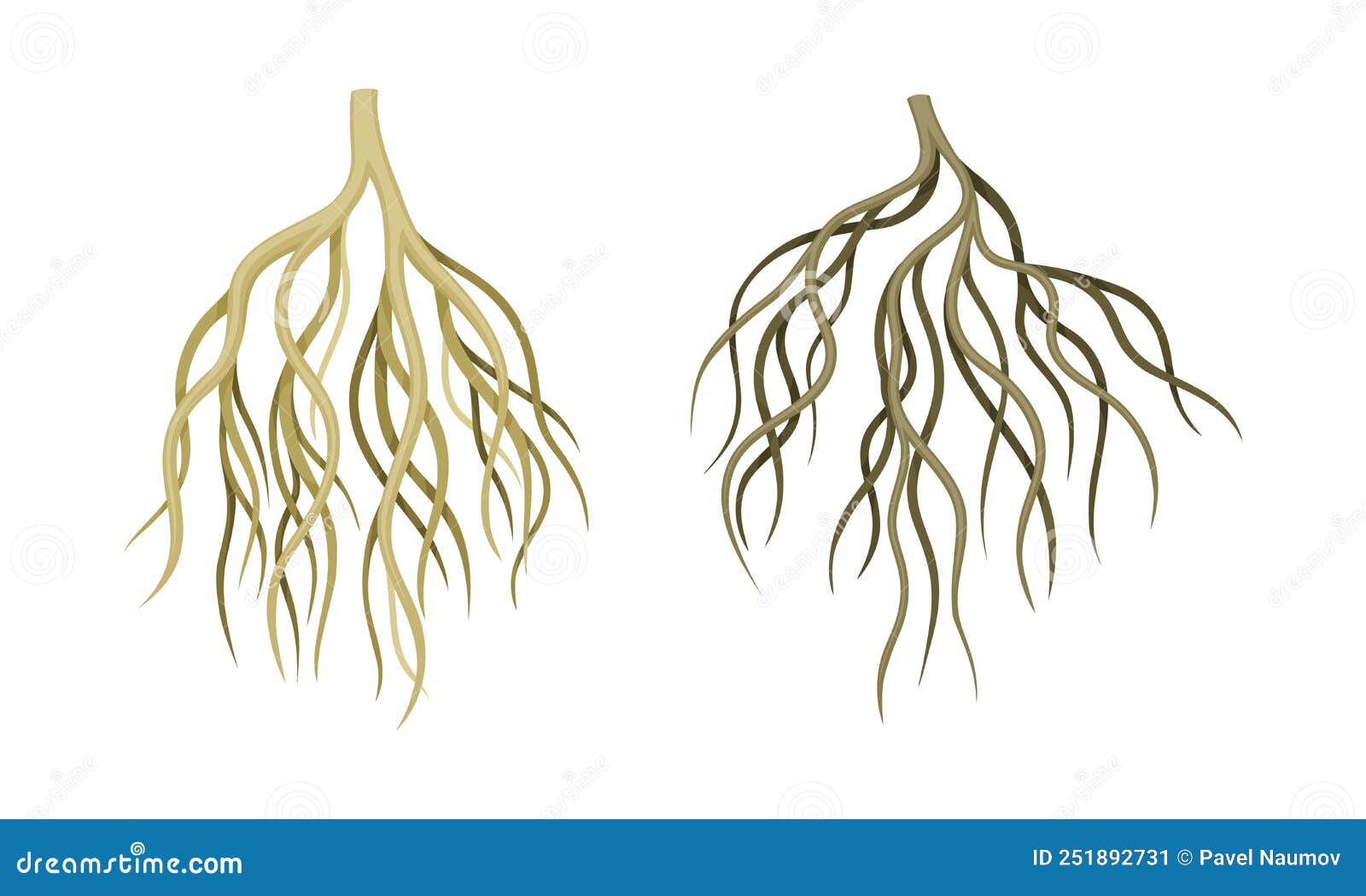 Branching Root As Tree Part Below the Surface of Soil Vector Set Stock ...