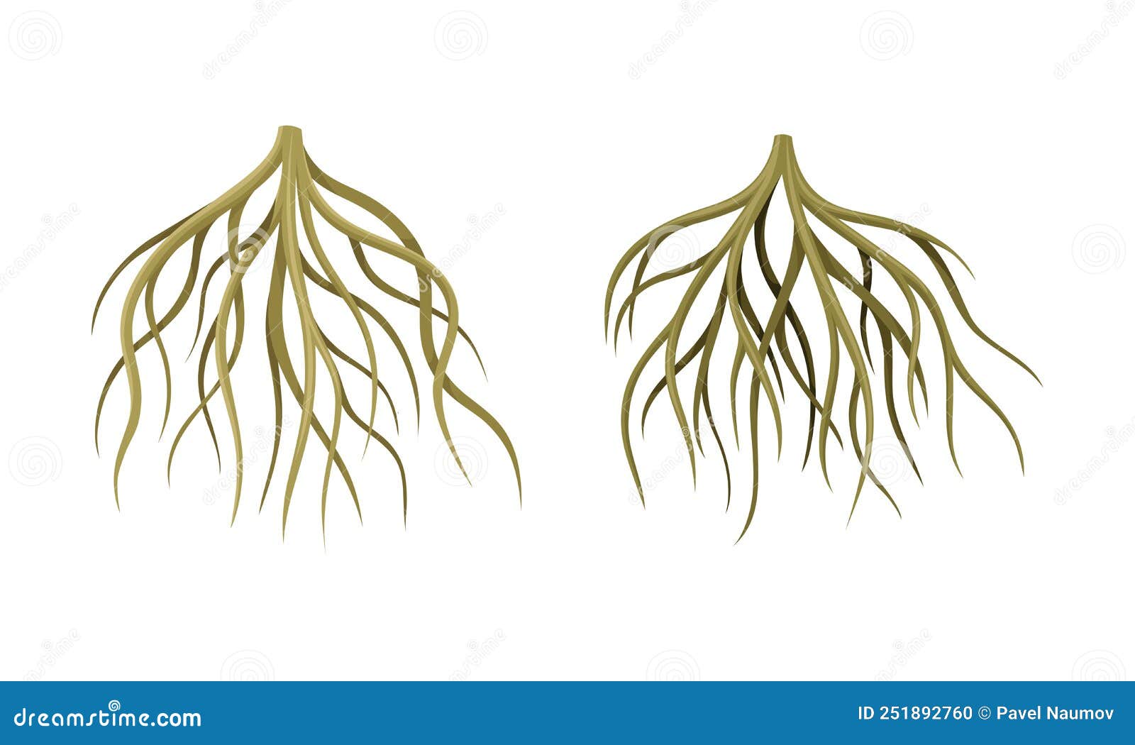 Branching Plant Roots On Black Background. Animation. Abstract ...