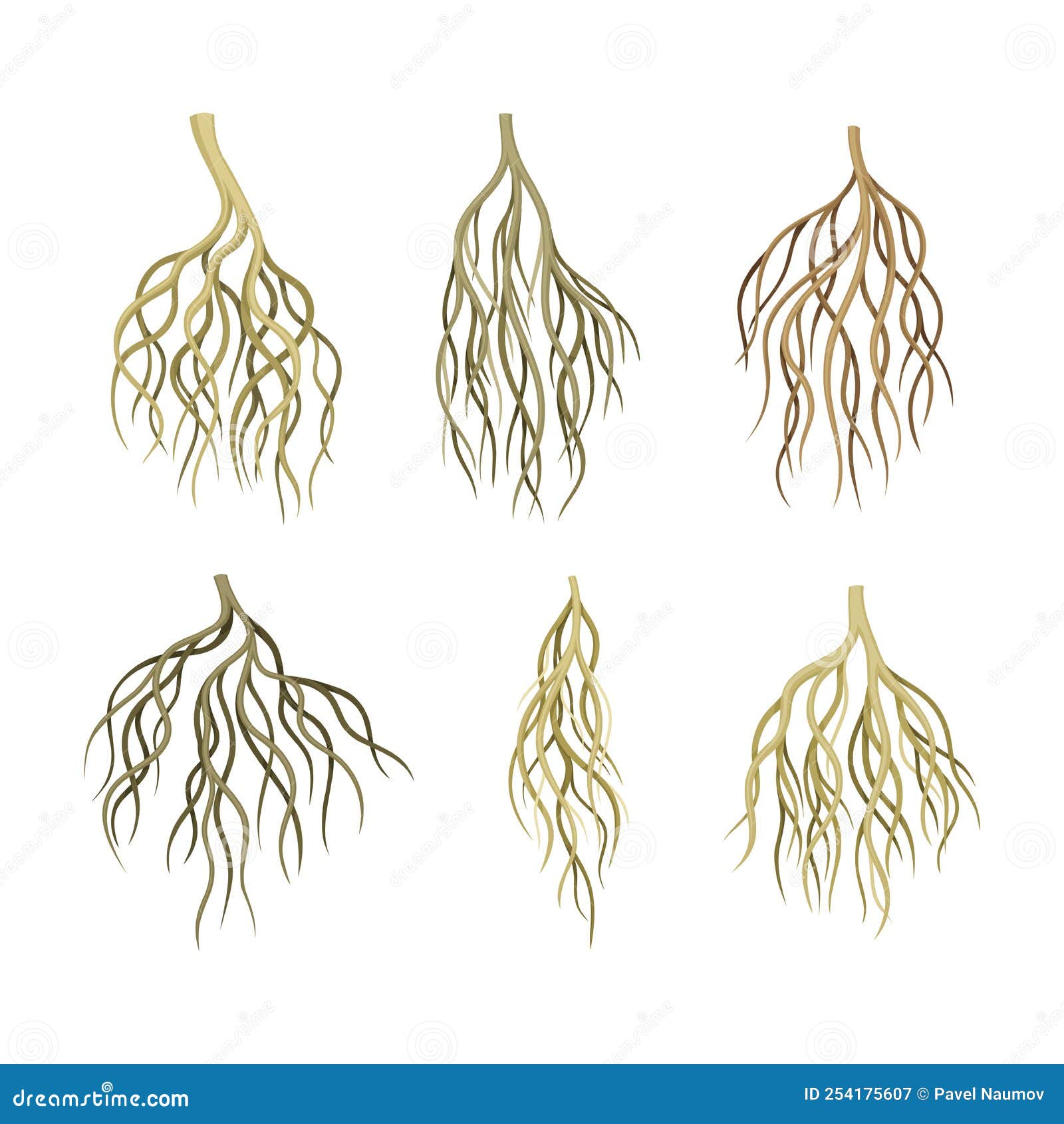 Branching Root As Tree Part Below the Surface of Soil Vector Set Stock ...