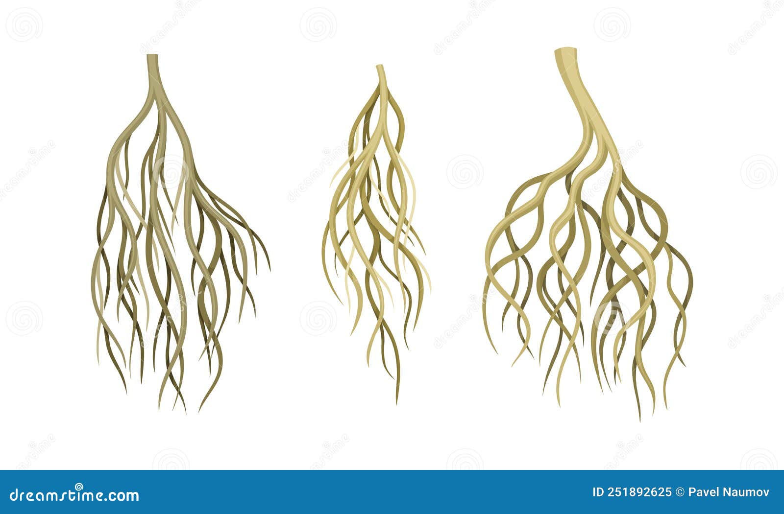 Branching Root As Tree Part Below the Surface of Soil Vector Set Stock ...
