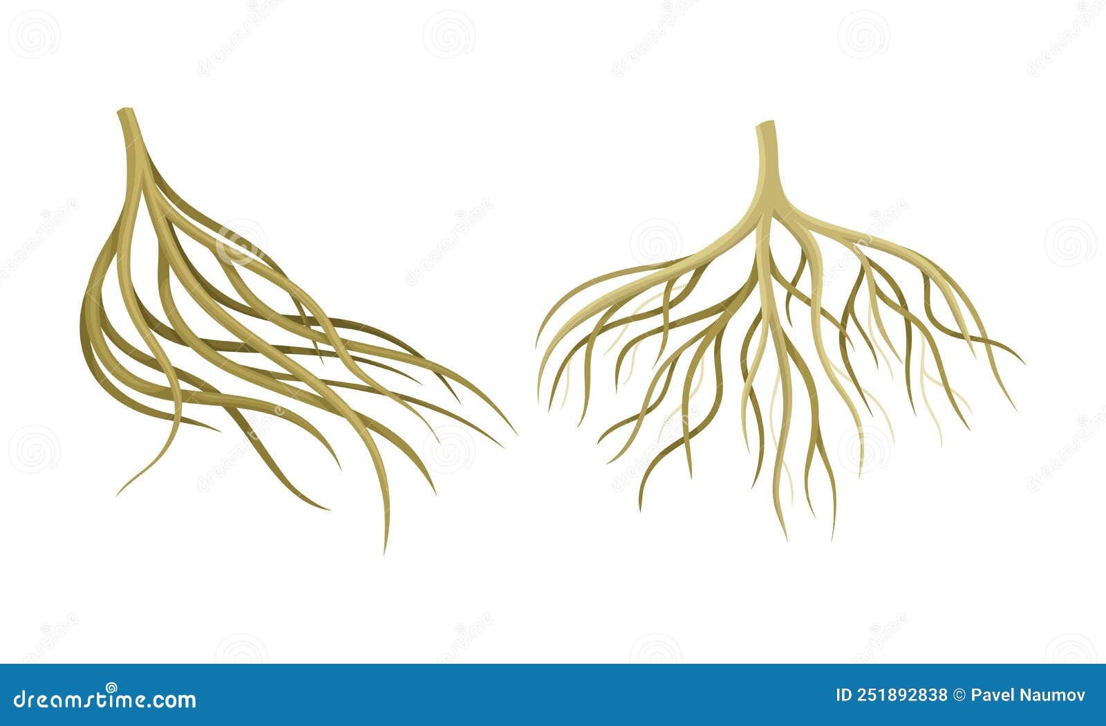 Branching Plant Roots On Black Background. Animation. Abstract ...