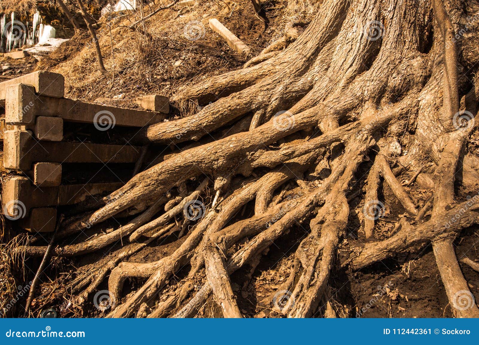 Branching of roots stock image. Image of background - 112442361