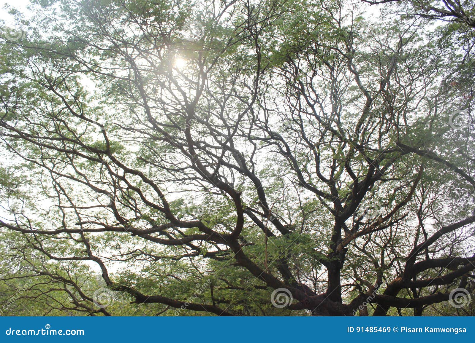 Branching tree stock image. Image of light, green, spring - 91485469