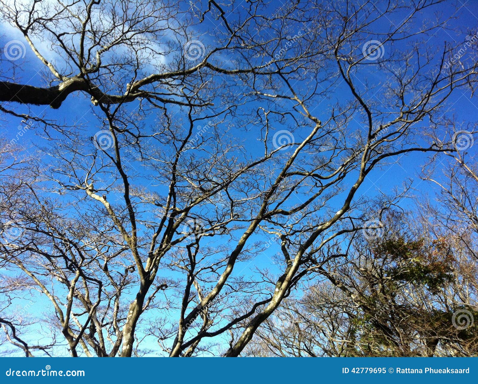 Branching Tree Stock Image | CartoonDealer.com #42779695