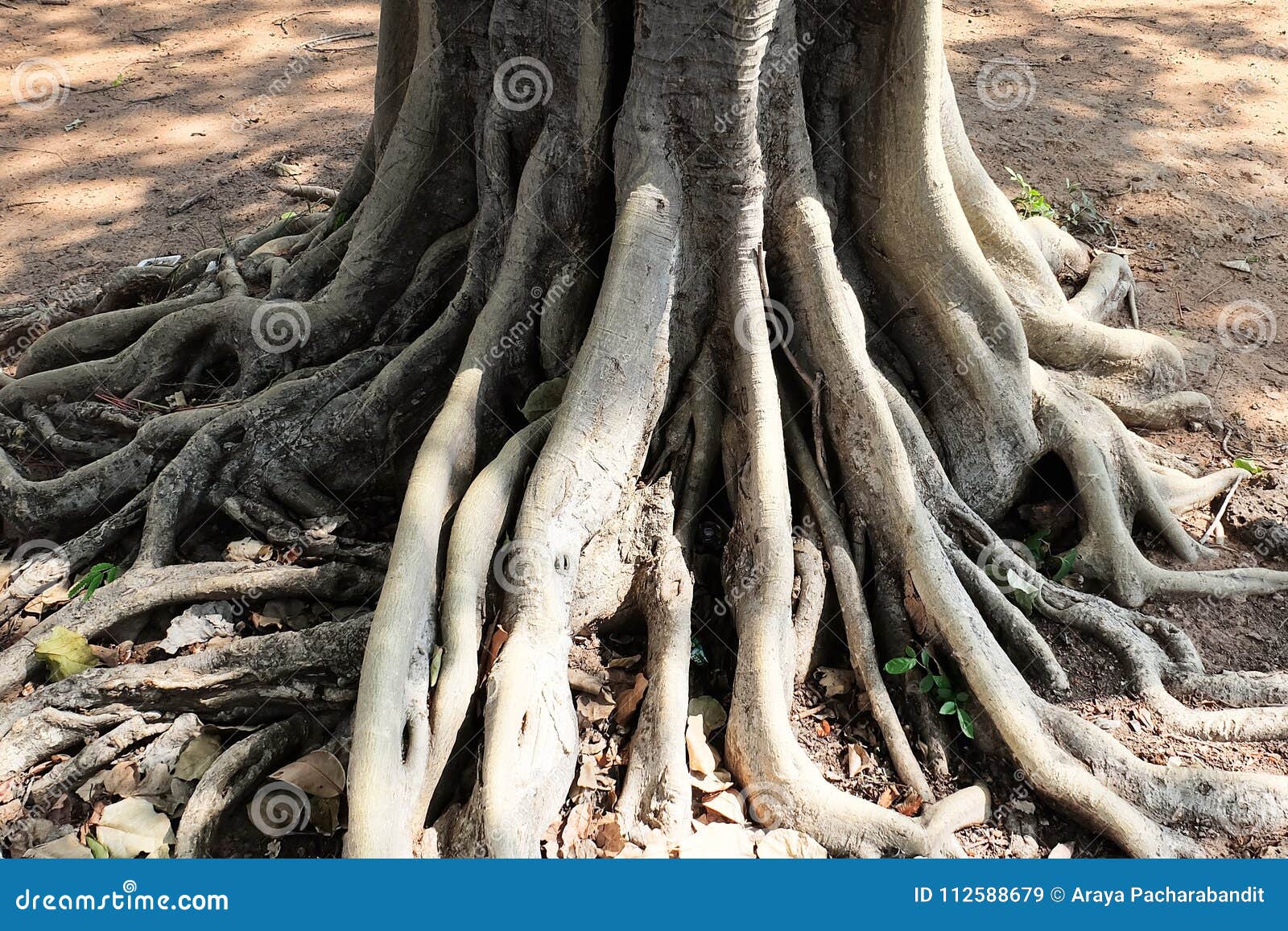 Branching of Tree Roots on the Ground Stock Image - Image of natural ...