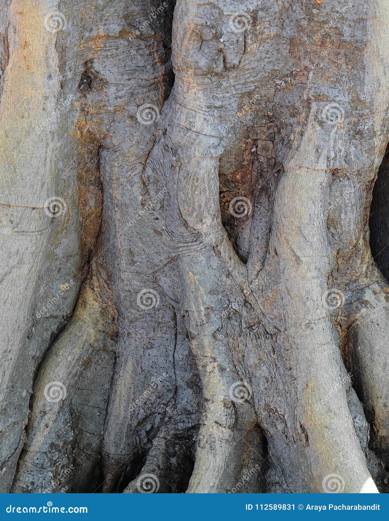 Branching of Tree Roots on the Ground Stock Image - Image of giant ...