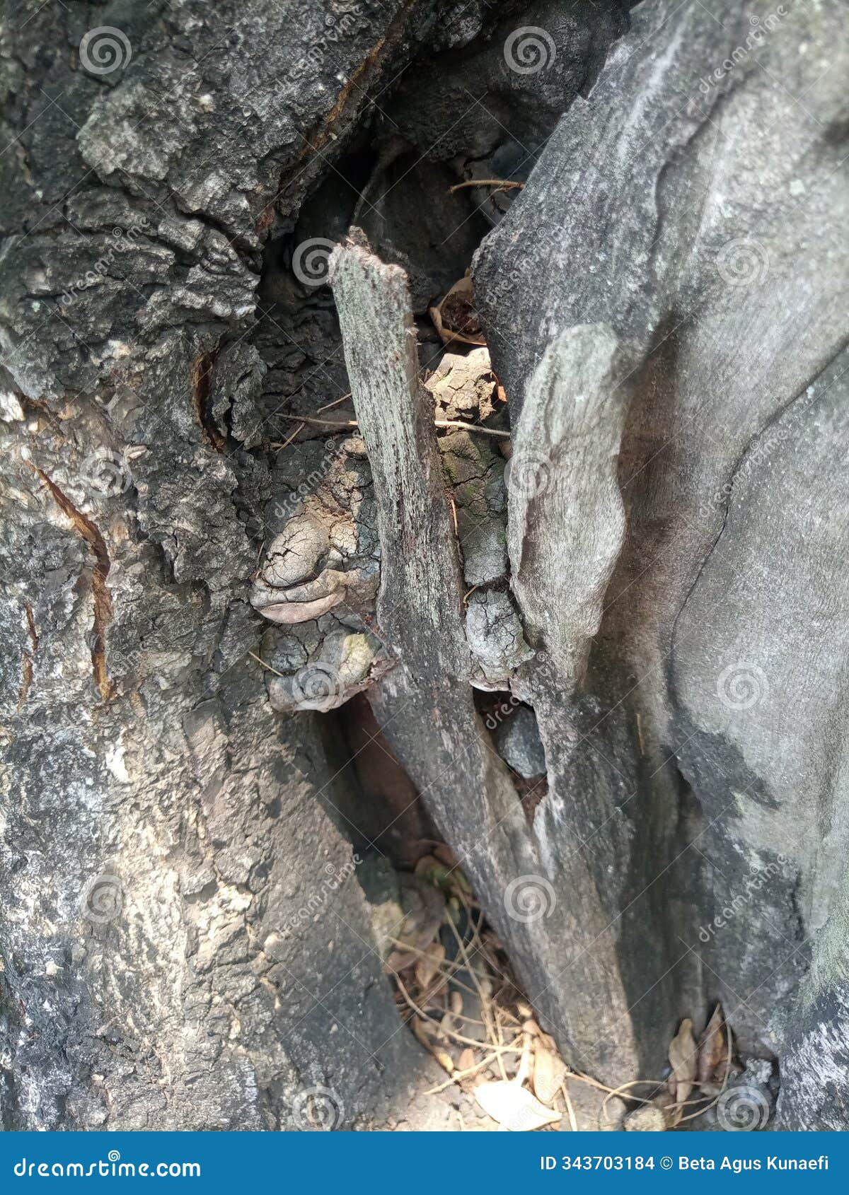 The Branching of the Tree Trunk is Decades Old Stock Photo - Image of ...