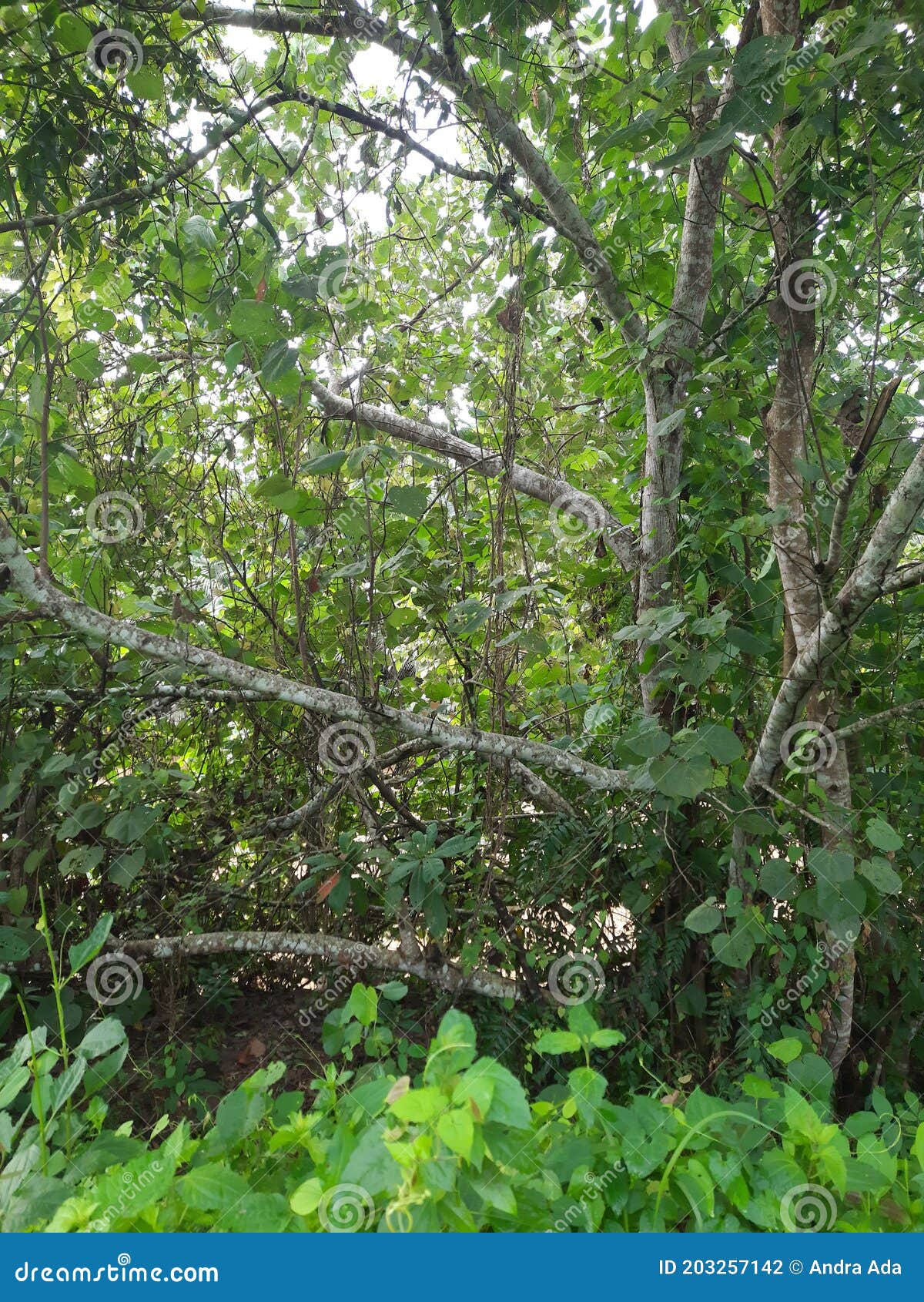 Branching Tree Trunks stock photo. Image of plants, tree - 203257142